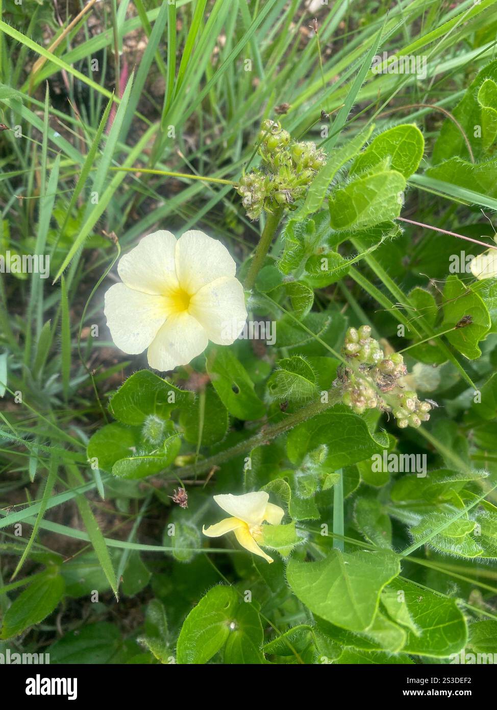 Natal Primrose (Thunbergia atriplicifolia Stock Photo - Alamy
