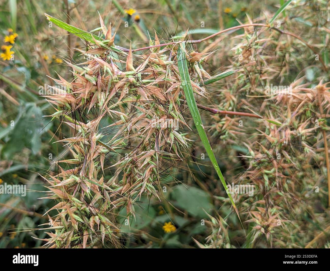 bristlegrasses, bluestems, paspalums, and allies (Panicoideae Stock ...