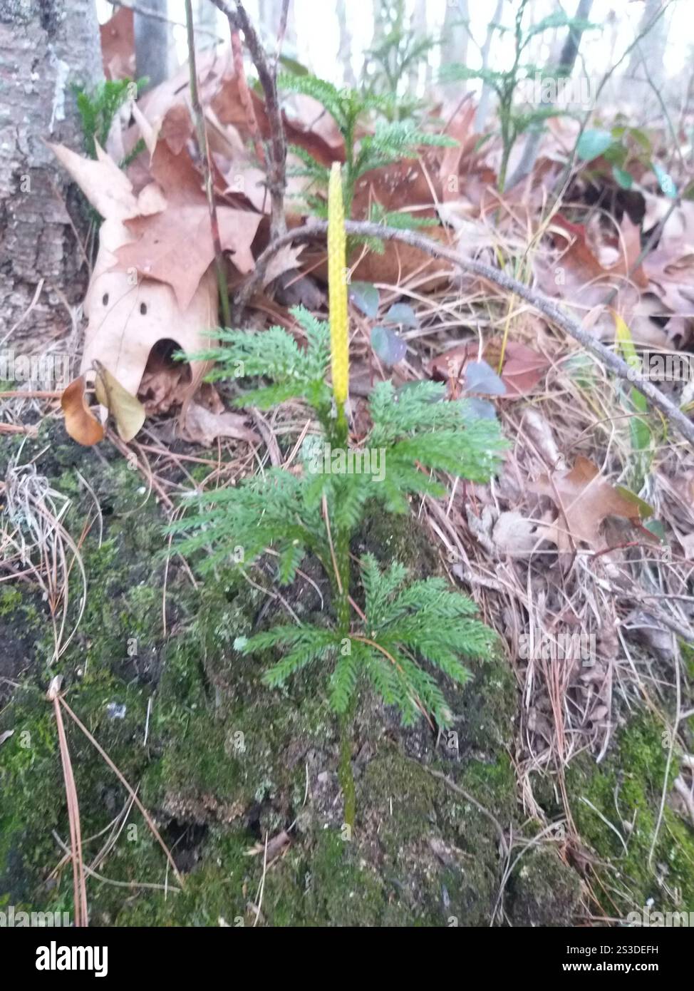 flat-branched tree-clubmoss (Dendrolycopodium obscurum Stock Photo - Alamy
