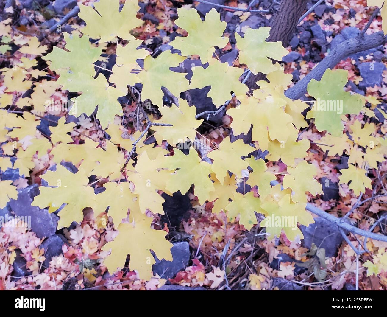 bigtooth maple (Acer grandidentatum Stock Photo - Alamy