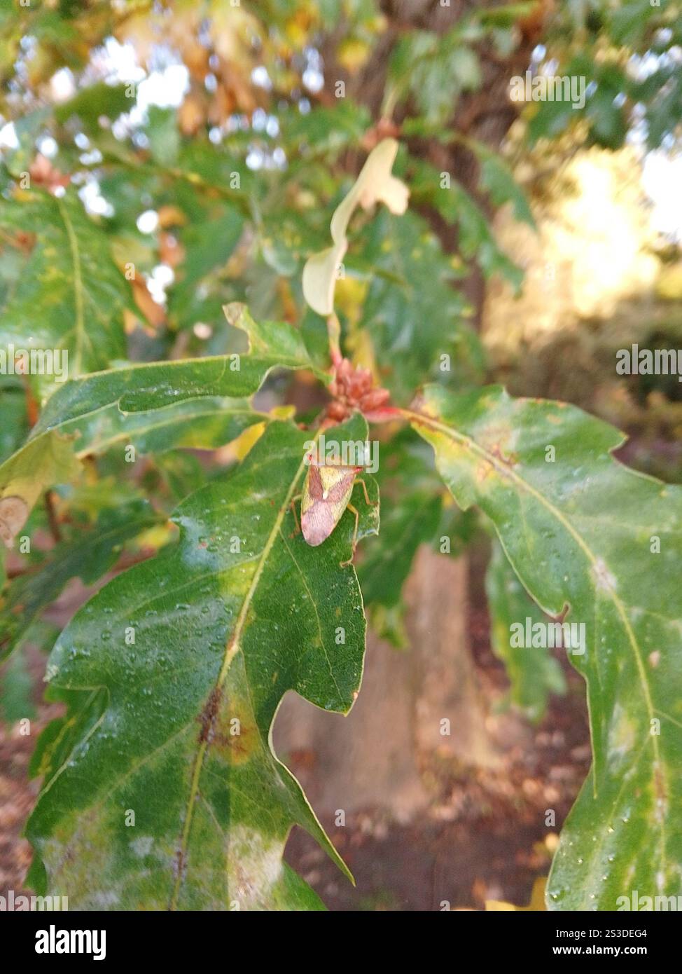 Hawthorn Shield Bug (Acanthosoma haemorrhoidale Stock Photo - Alamy