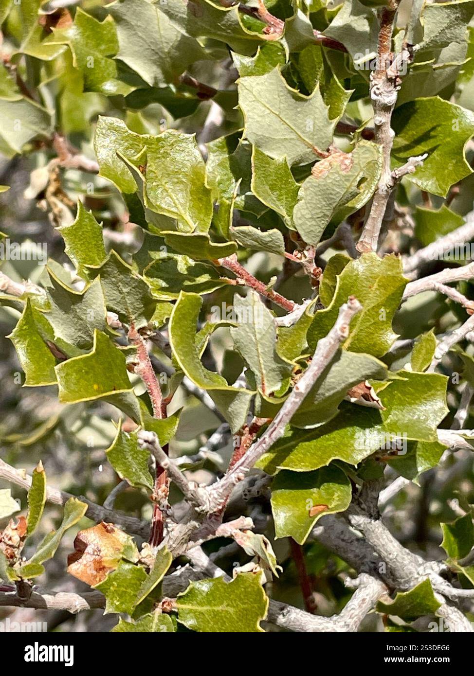 Muller's oak (Quercus cornelius-mulleri Stock Photo - Alamy
