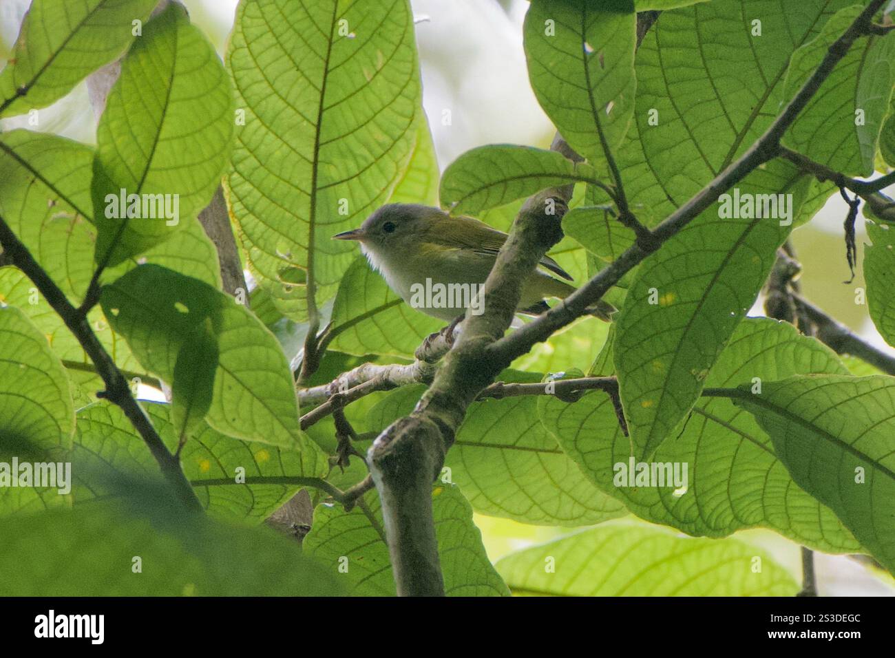 Lesser Greenlet (Pachysylvia decurtata Stock Photo - Alamy