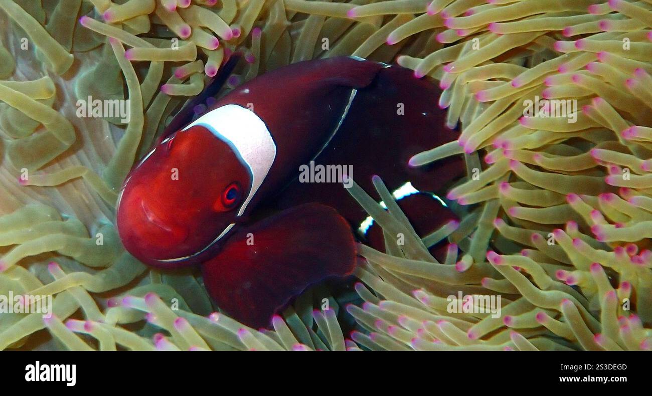 Spine-cheek Clownfish (Amphiprion biaculeatus Stock Photo - Alamy