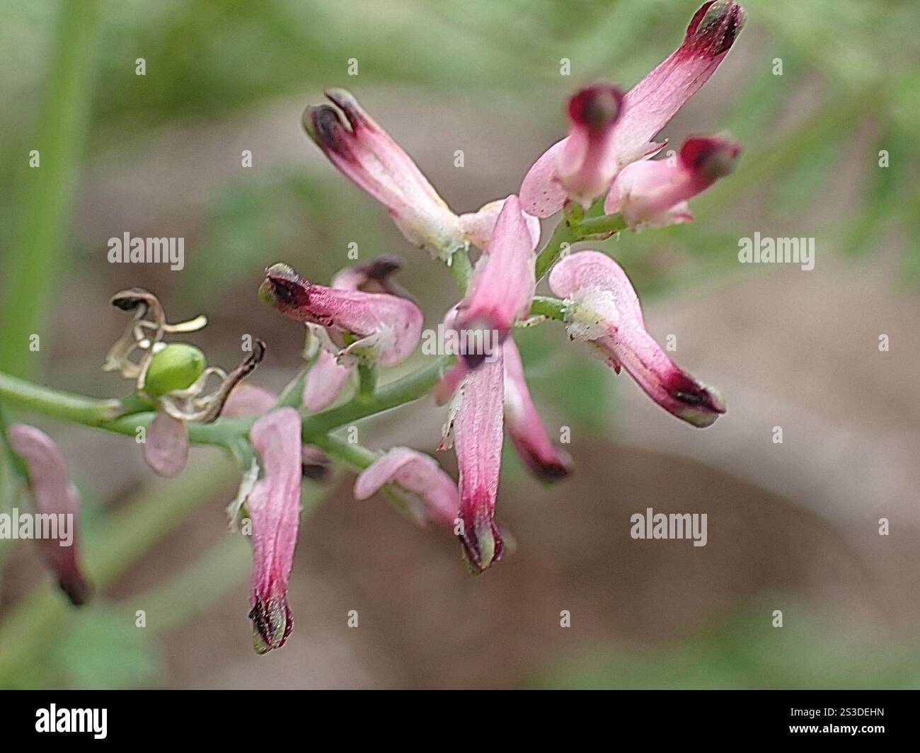 common ramping-fumitory (Fumaria muralis Stock Photo - Alamy