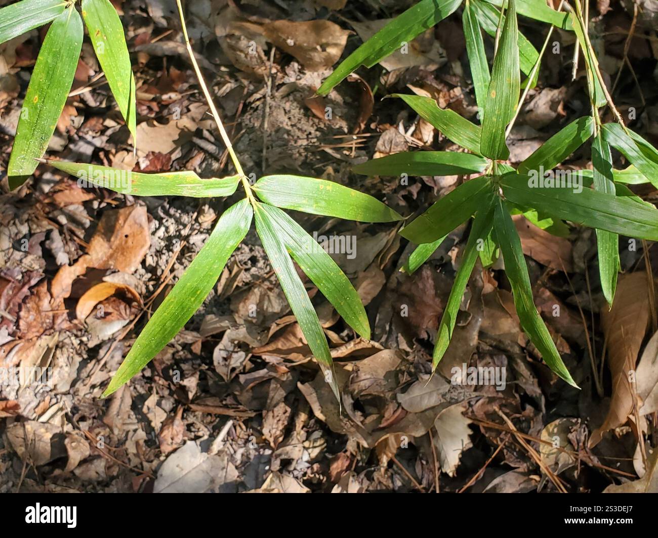 river cane (Arundinaria gigantea Stock Photo - Alamy