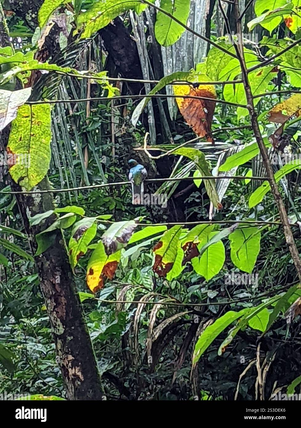 Northern black throated trogon hi-res stock photography and images - Alamy