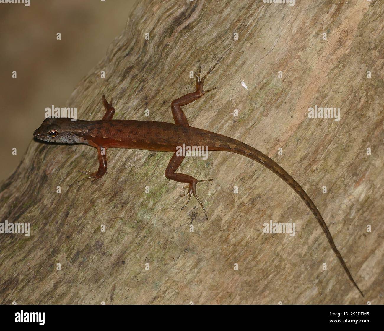 Asian Forest Skinks (Sphenomorphus Stock Photo - Alamy