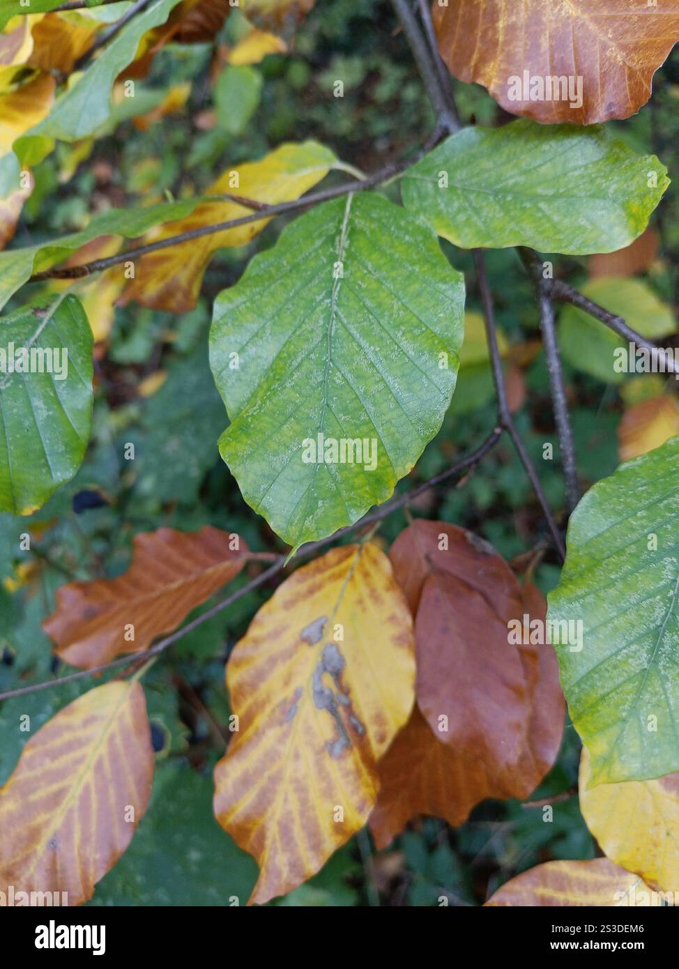 European beech (Fagus sylvatica Stock Photo - Alamy