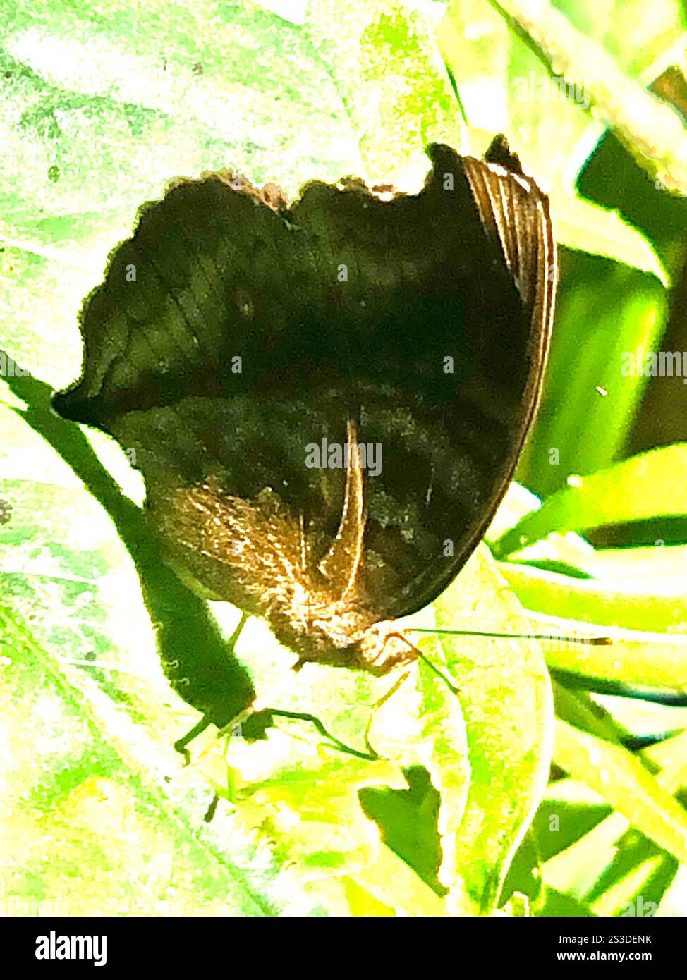 Chocolate Pansy (Junonia iphita Stock Photo - Alamy