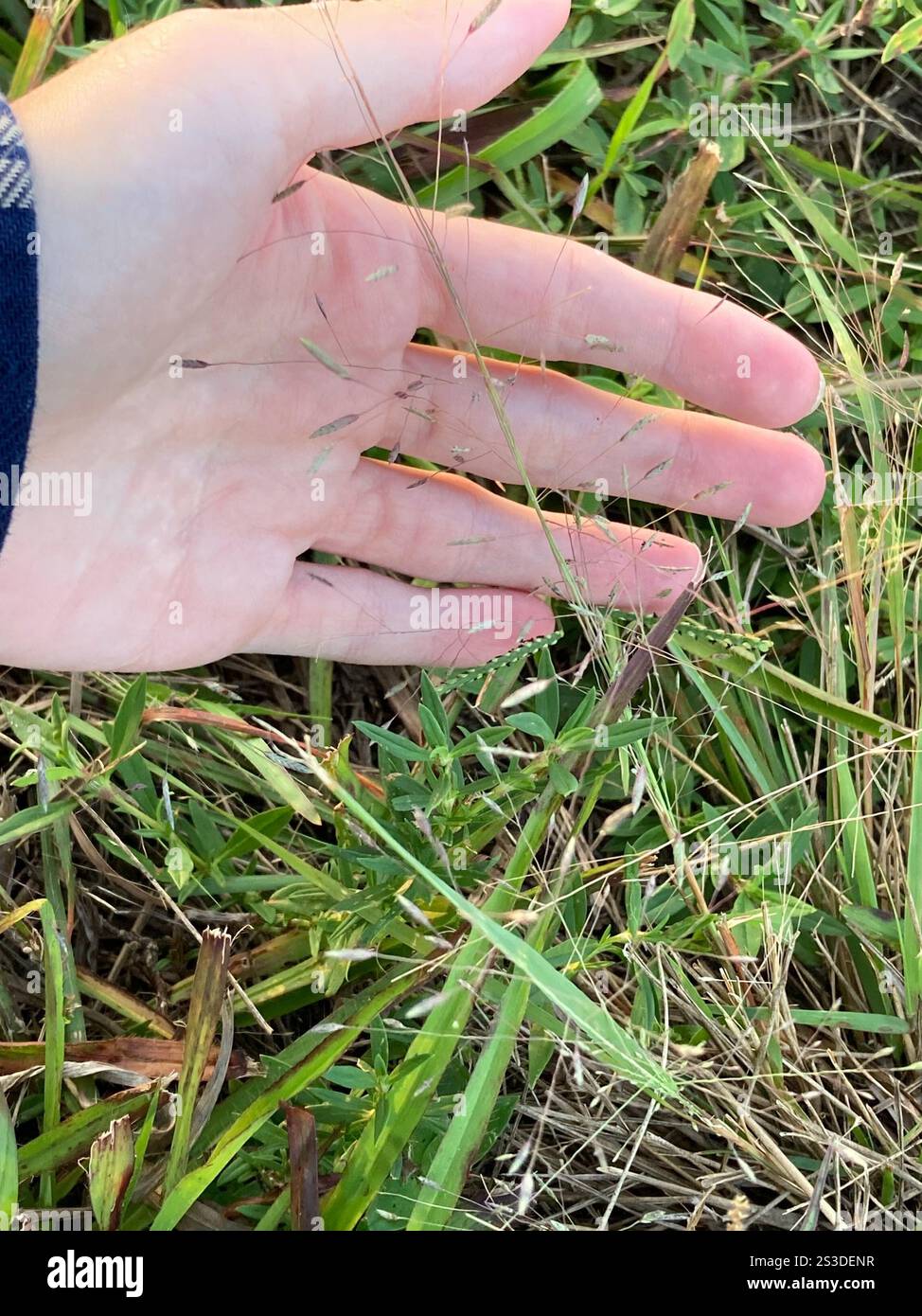 Elliott's lovegrass (Eragrostis elliottii Stock Photo - Alamy