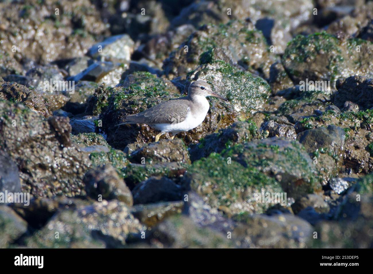 Spotted Sandpiper (Actitis macularius Stock Photo - Alamy
