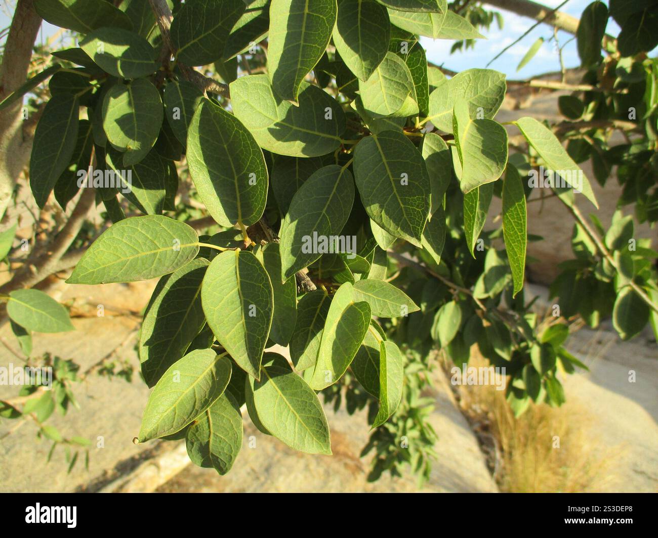 Namaqua Fig (Ficus cordata Stock Photo - Alamy