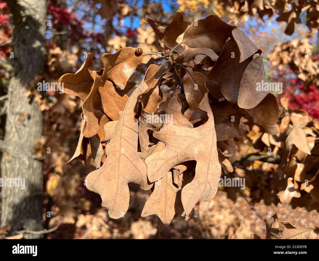 post oak (Quercus stellata Stock Photo - Alamy