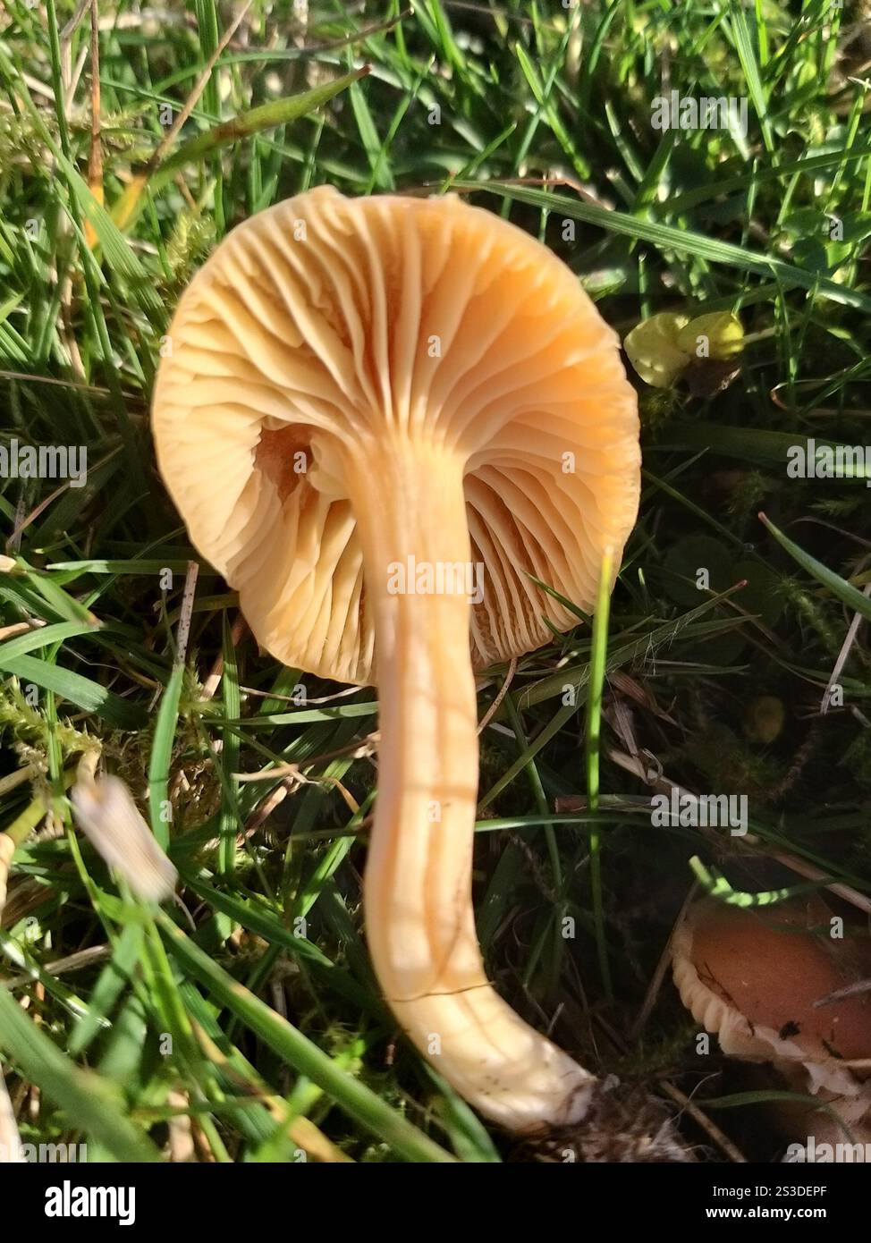 Meadow Waxcap (Cuphophyllus pratensis Stock Photo - Alamy