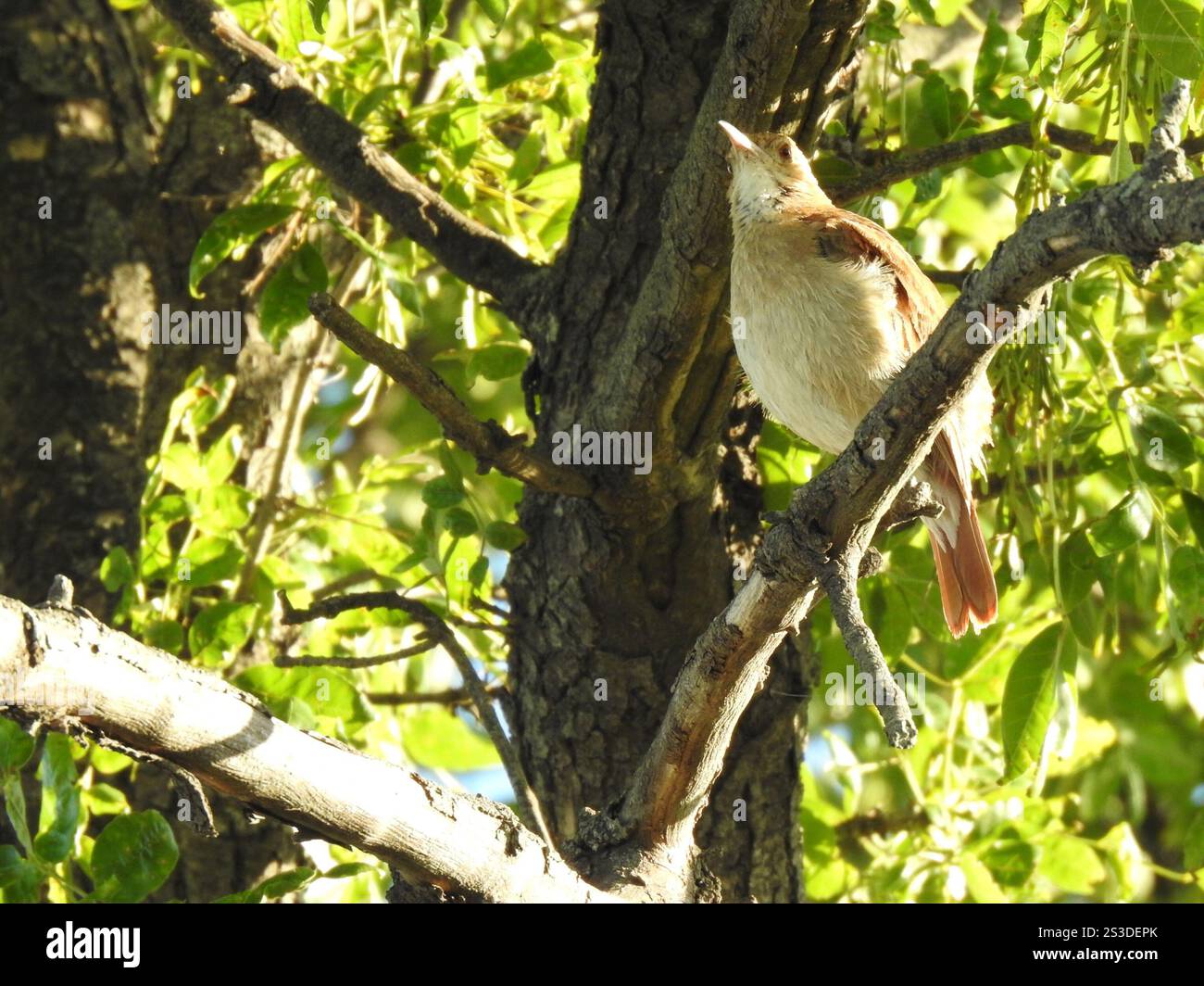 Rufous Hornero (Furnarius rufus Stock Photo - Alamy