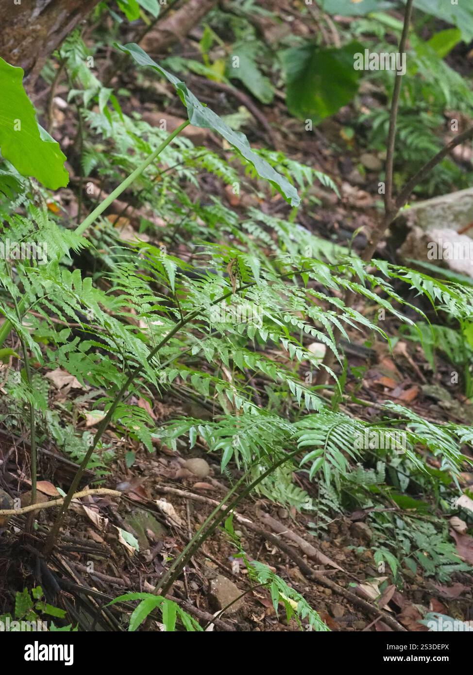 Vessel Fern (Angiopteris lygodiifolia Stock Photo - Alamy