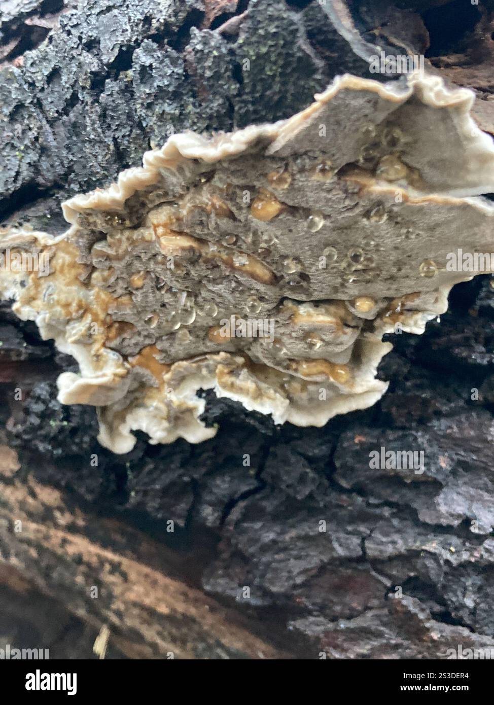 Broadleaf Bleeding-crust (Stereum rugosum Stock Photo - Alamy