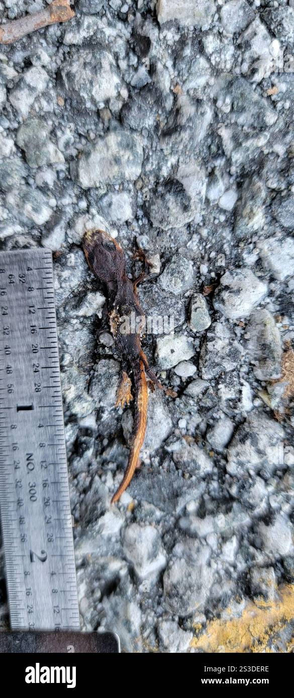 Pacific Newts (Taricha Stock Photo - Alamy