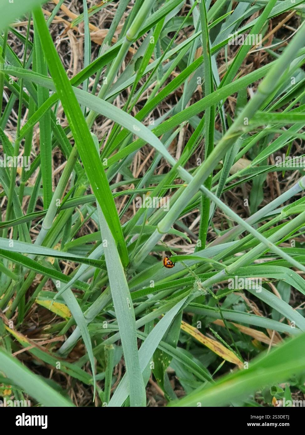 Small Transverse Ladybird Beetle (Coccinella transversalis Stock Photo ...