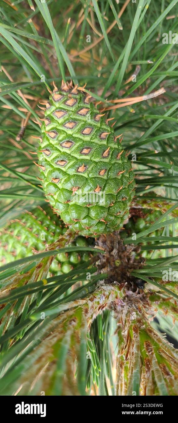 hard pines (Pinus Stock Photo - Alamy