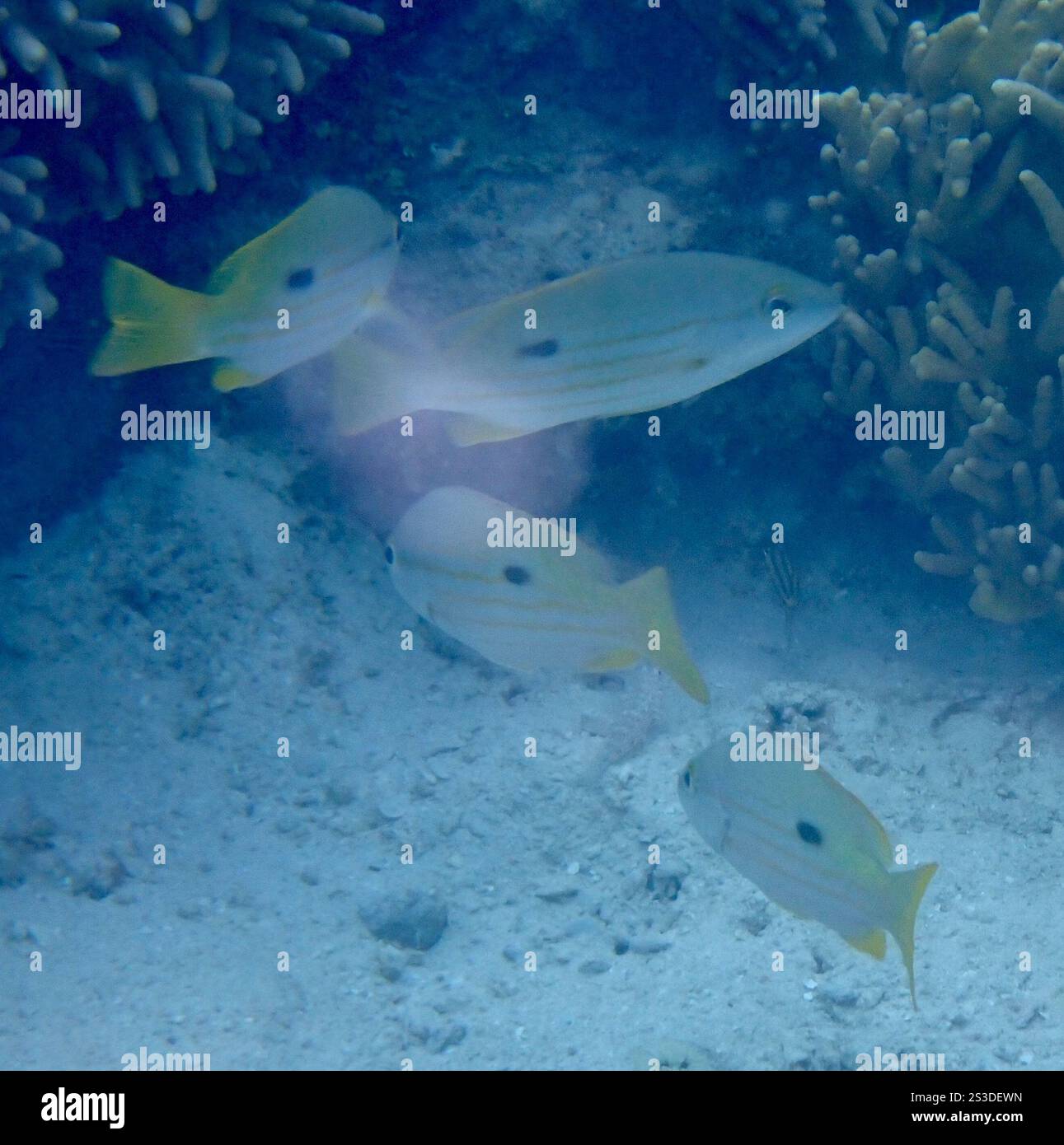 Blackspot Snapper (Lutjanus fulviflamma Stock Photo - Alamy