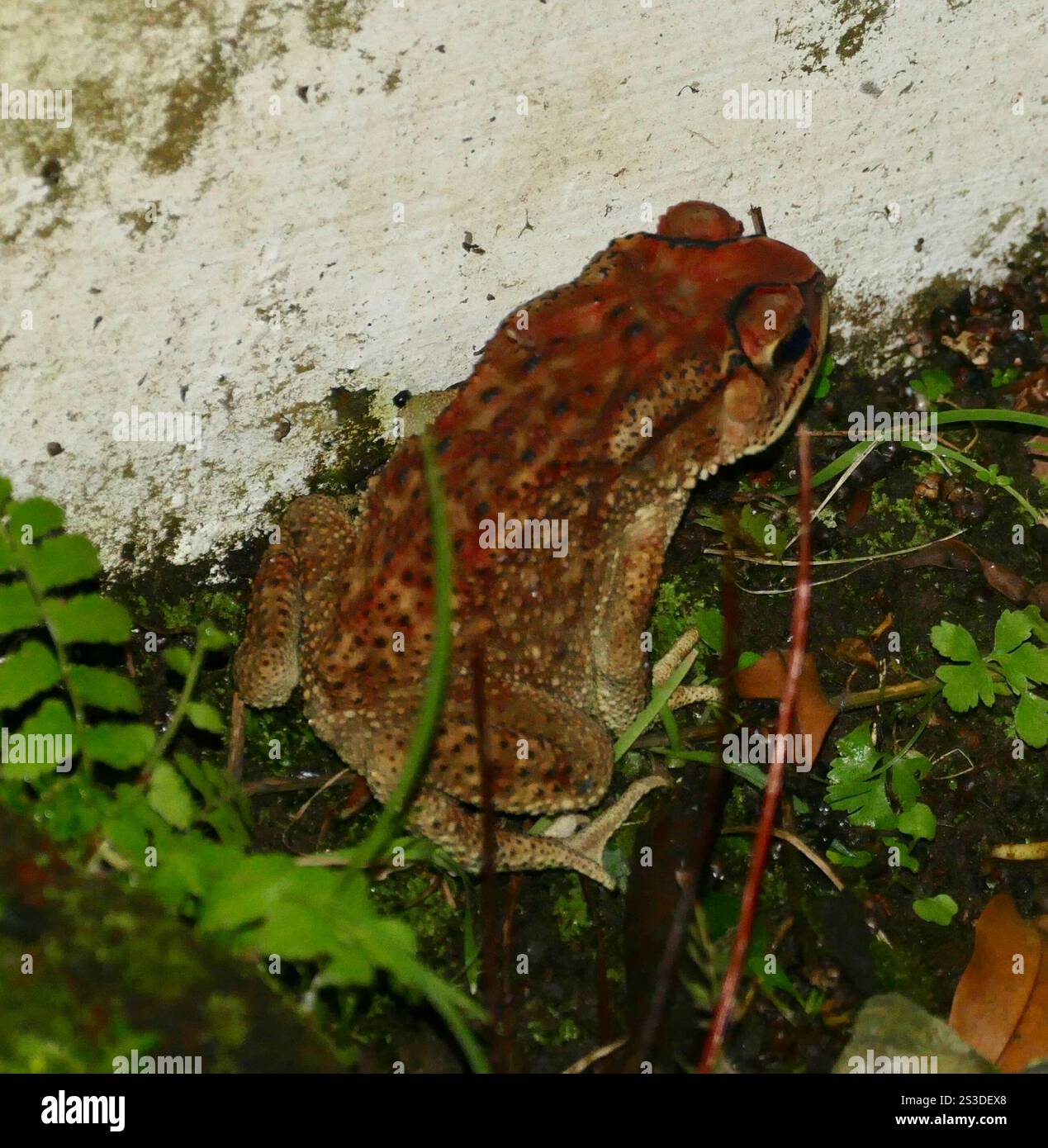 Asian Common Toad (Duttaphrynus melanostictus Stock Photo - Alamy