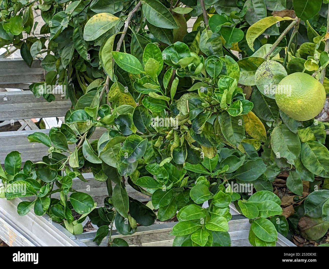 Citrus Bud Mite (Aceria sheldoni Stock Photo - Alamy
