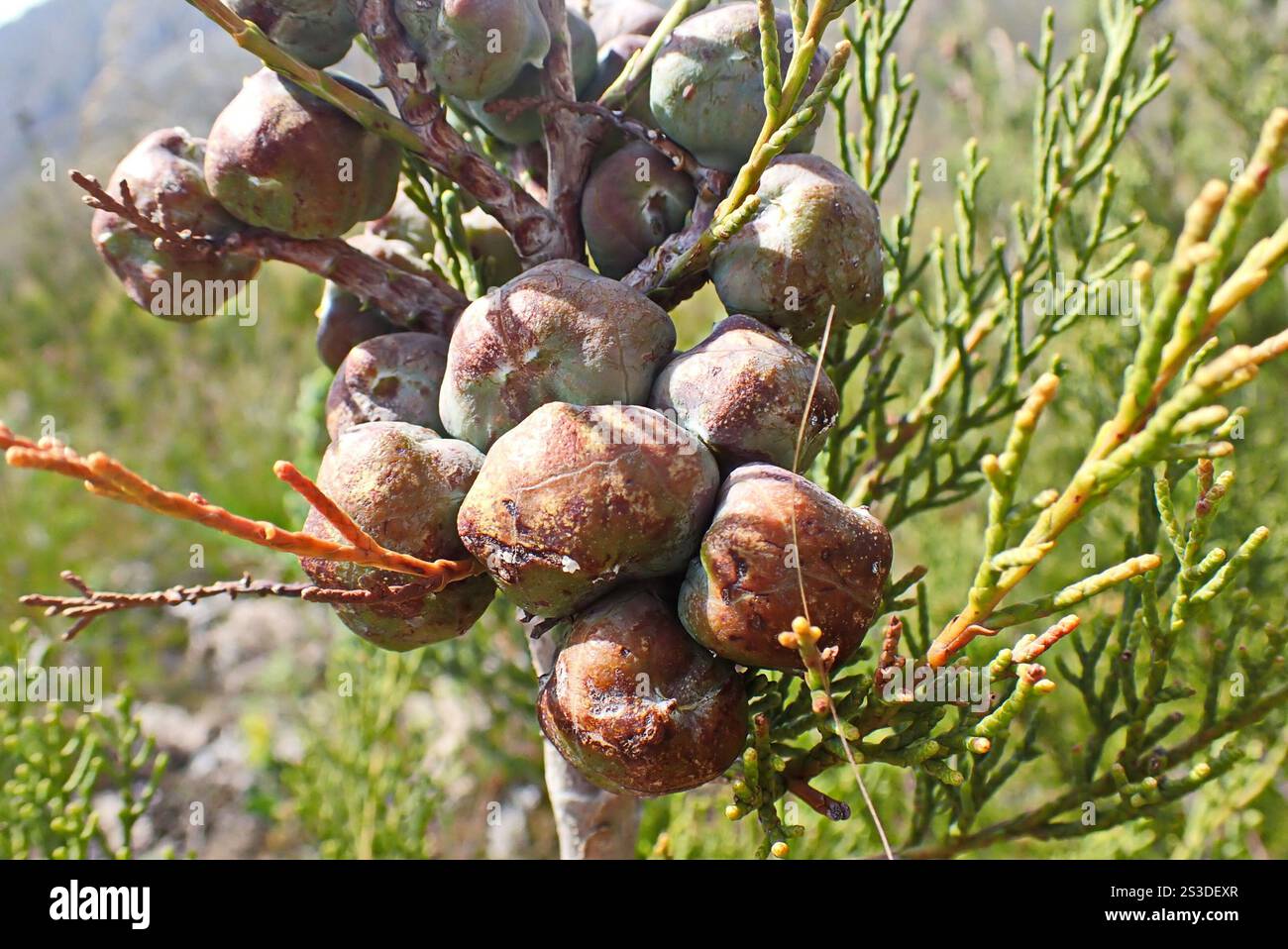 mountain cypress (Widdringtonia nodiflora Stock Photo - Alamy