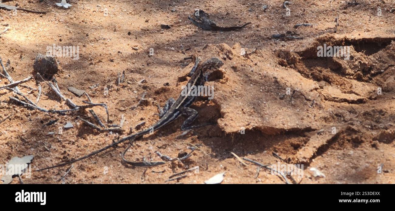 eastern mallee dragon (Ctenophorus spinodomus Stock Photo - Alamy