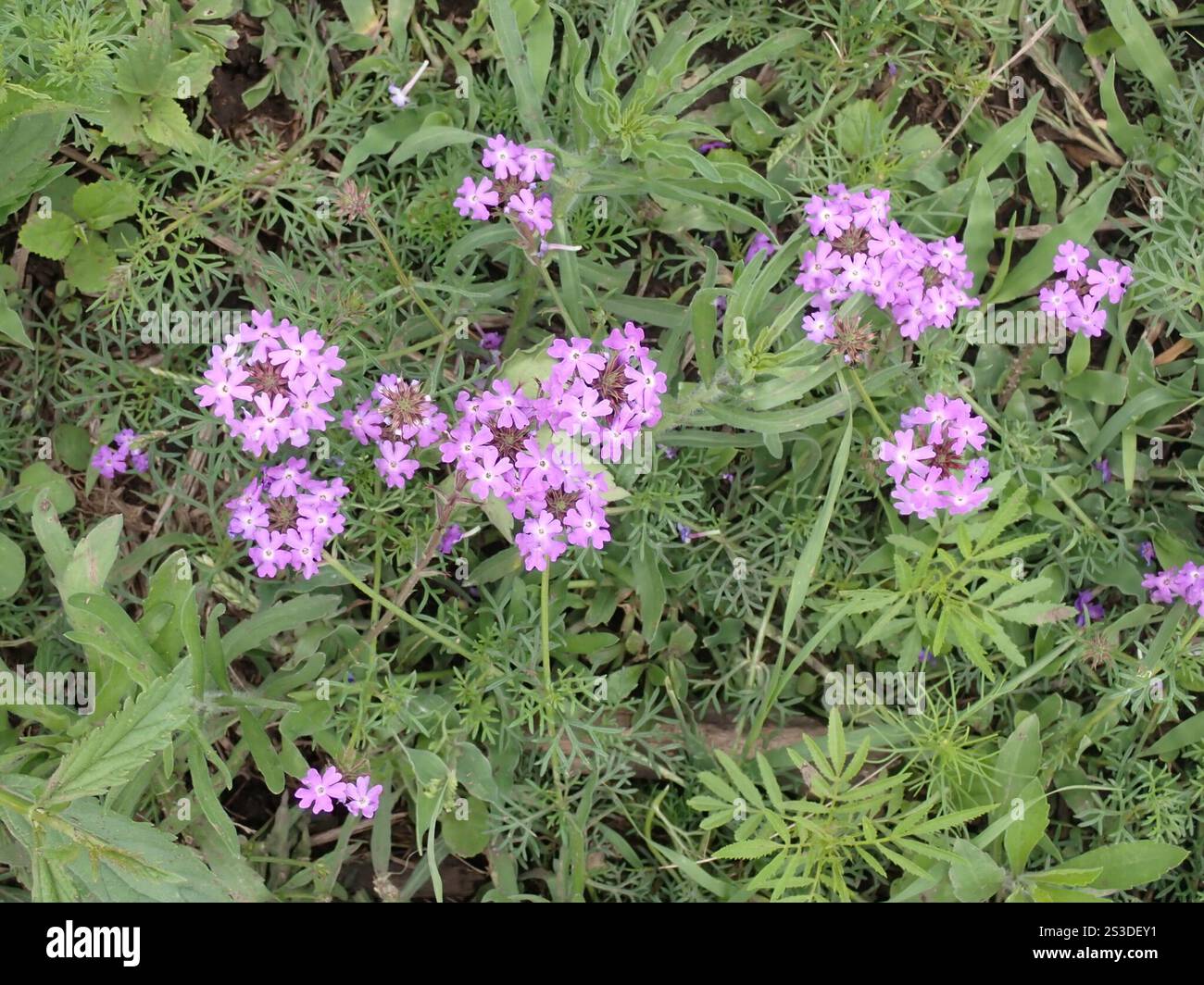 South American mock vervain (Glandularia aristigera Stock Photo - Alamy