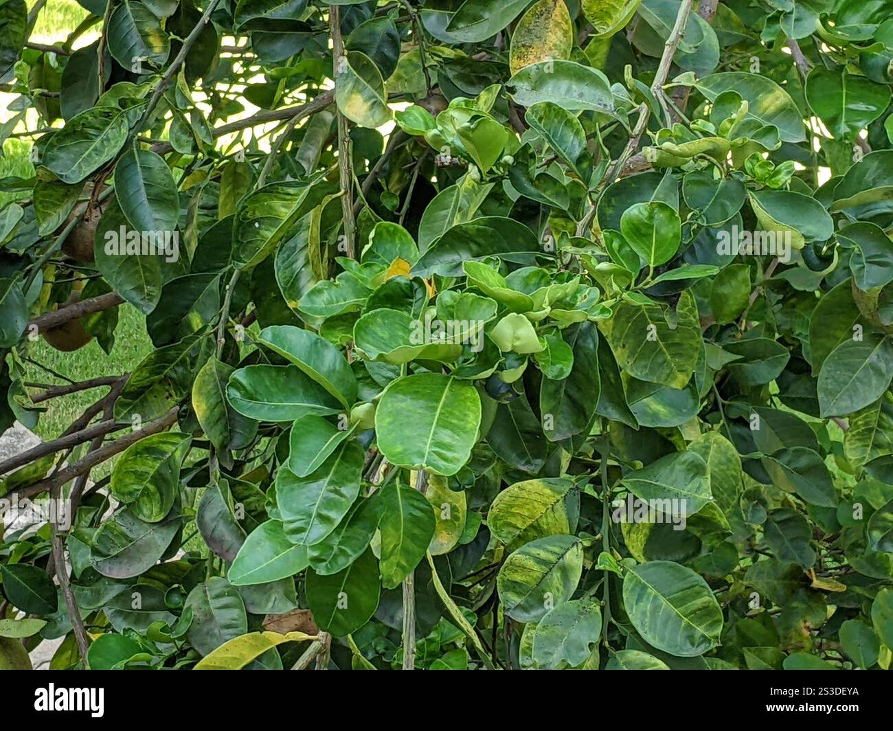 Citrus Bud Mite (Aceria sheldoni Stock Photo - Alamy
