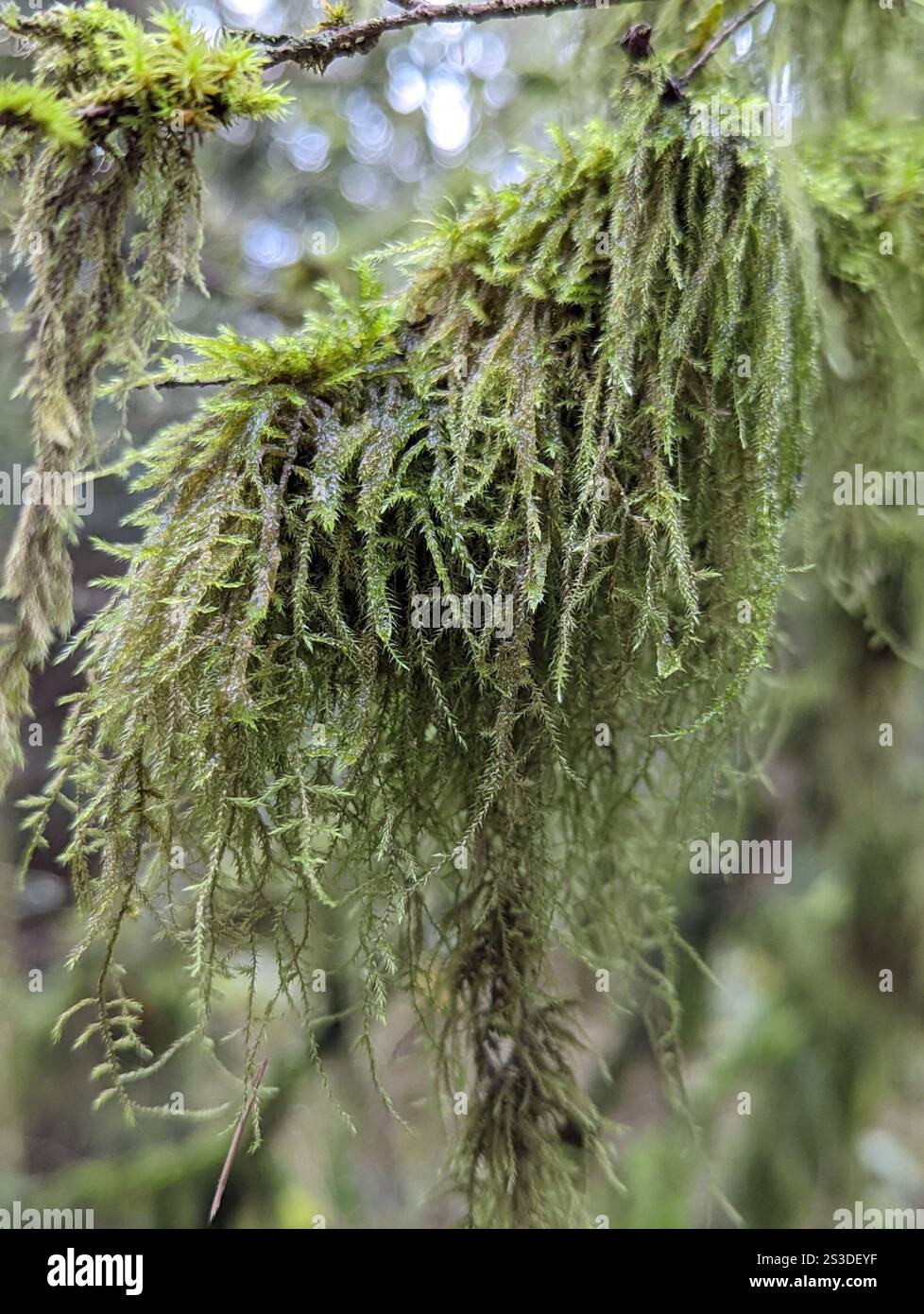 Cat's Tail Moss (Pseudisothecium stoloniferum Stock Photo - Alamy