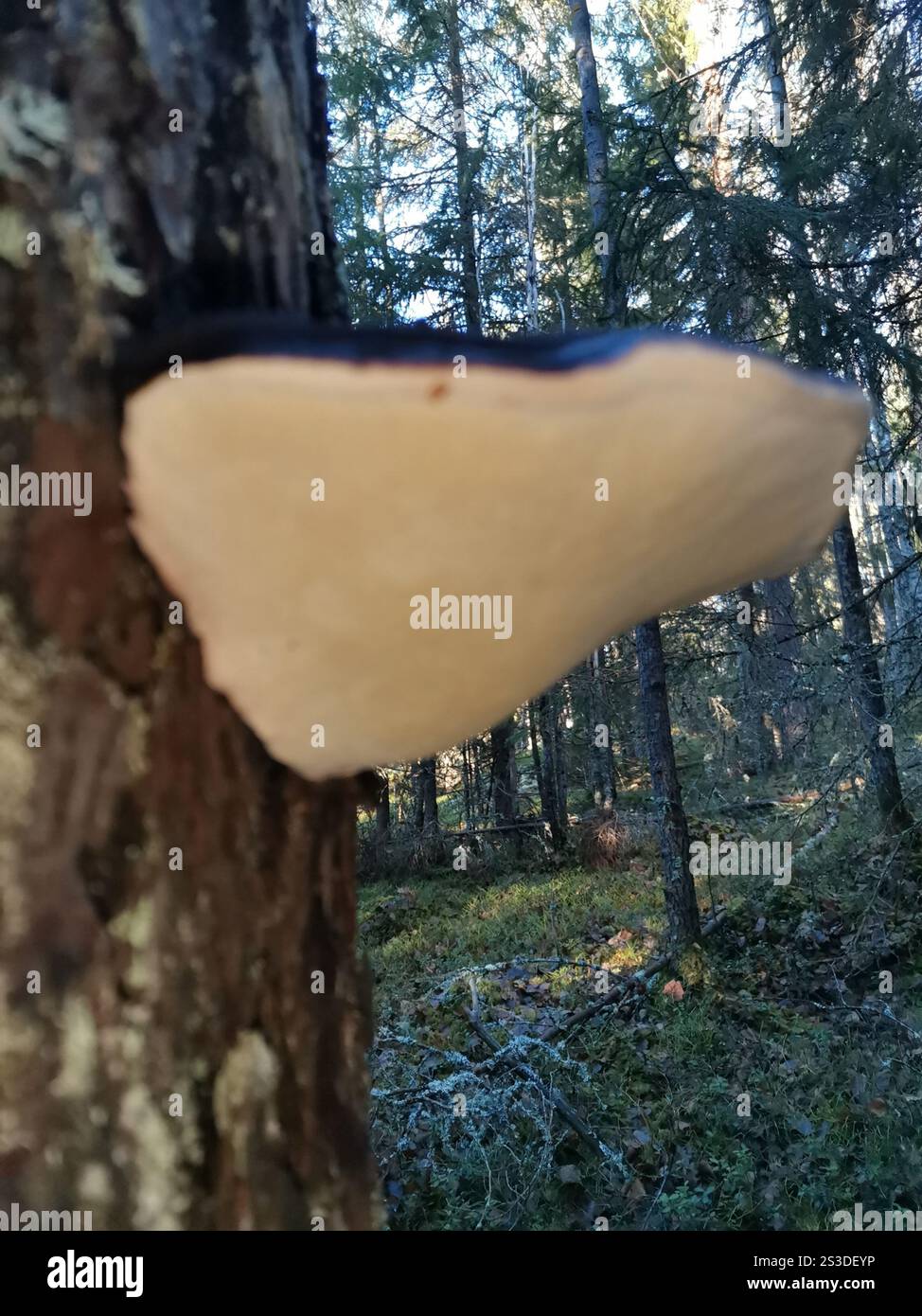 Red-banded Polypore (Fomitopsis pinicola Stock Photo - Alamy