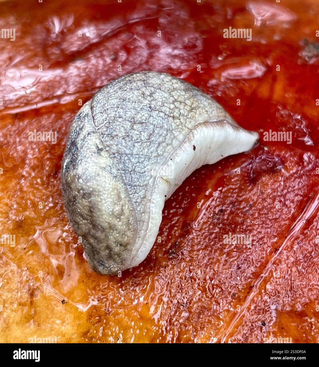 Reticulate Taildropper (Prophysaon andersonii Stock Photo - Alamy