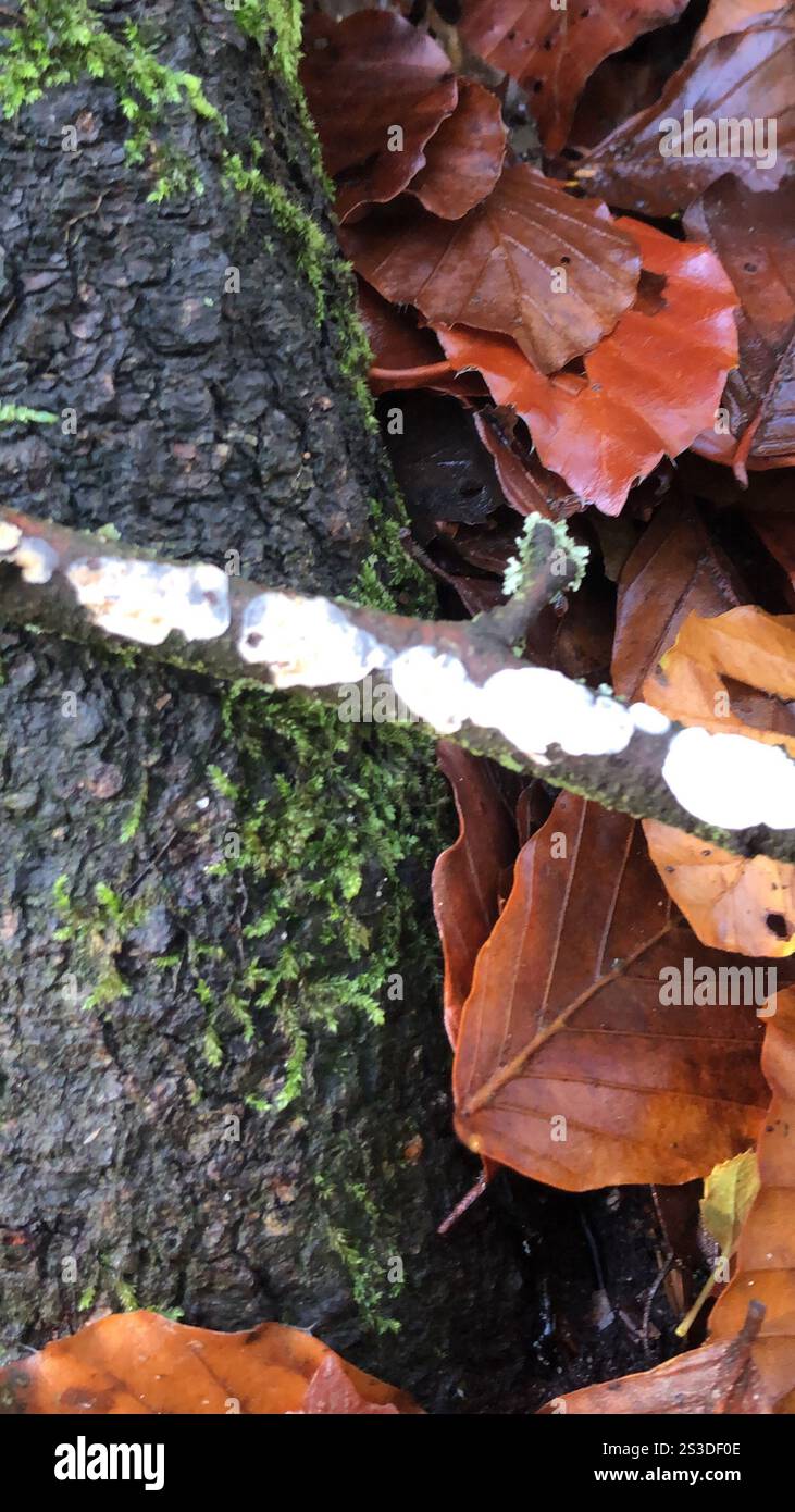 Netted Crust (Byssomerulius corium Stock Photo - Alamy
