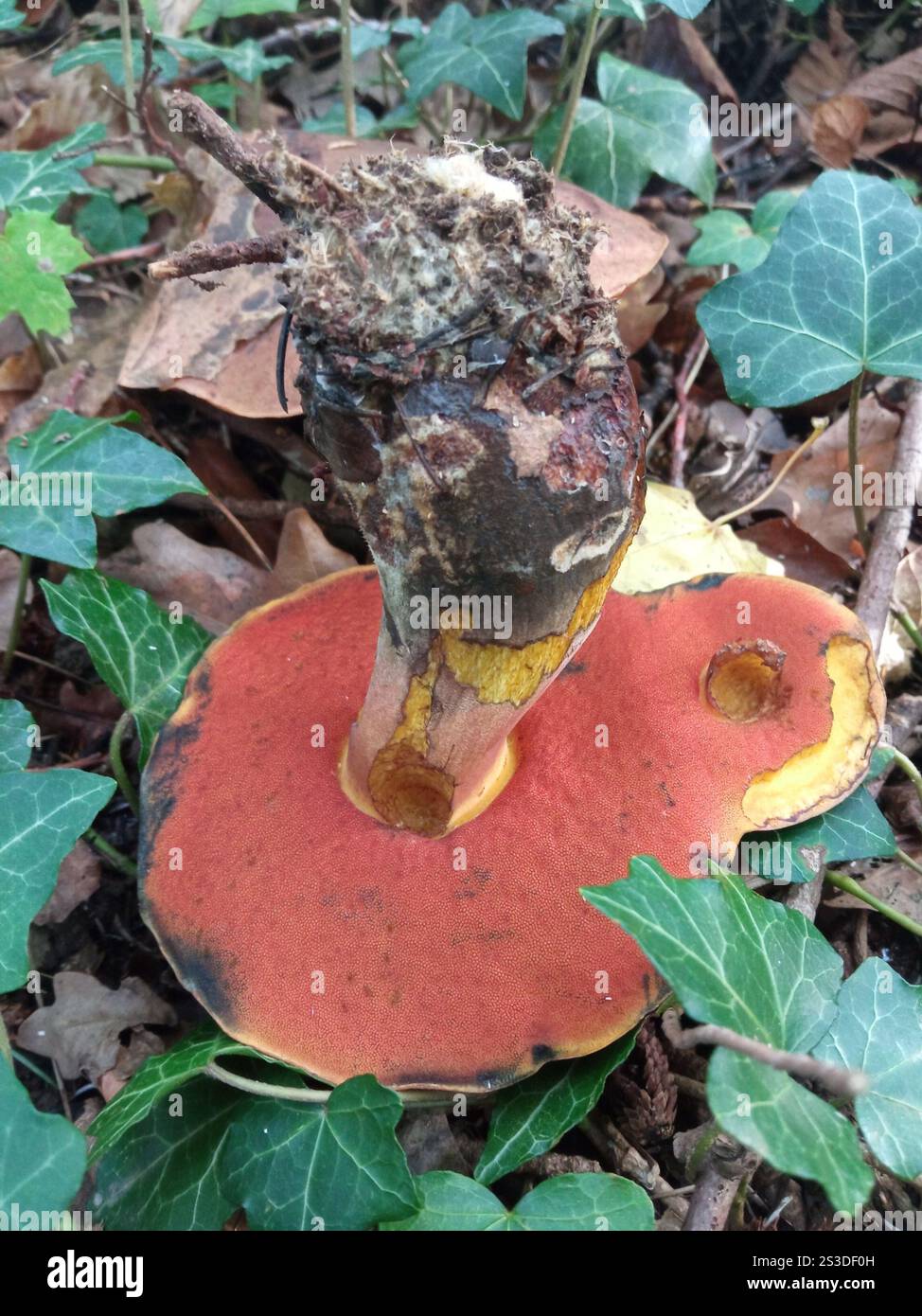 Dotted Stem Bolete (Neoboletus erythropus Stock Photo - Alamy