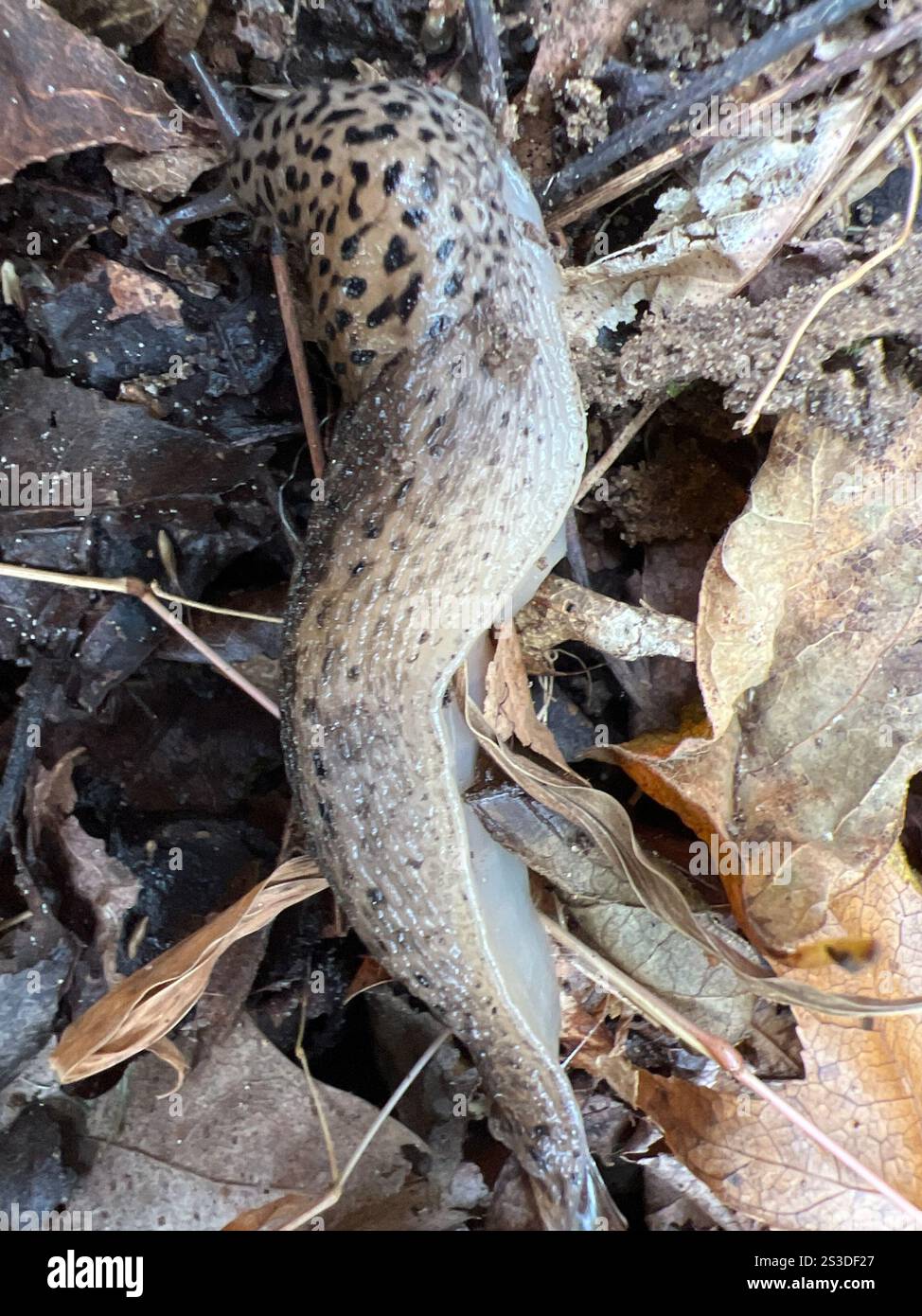 Leopard Slug (Limax maximus Stock Photo - Alamy