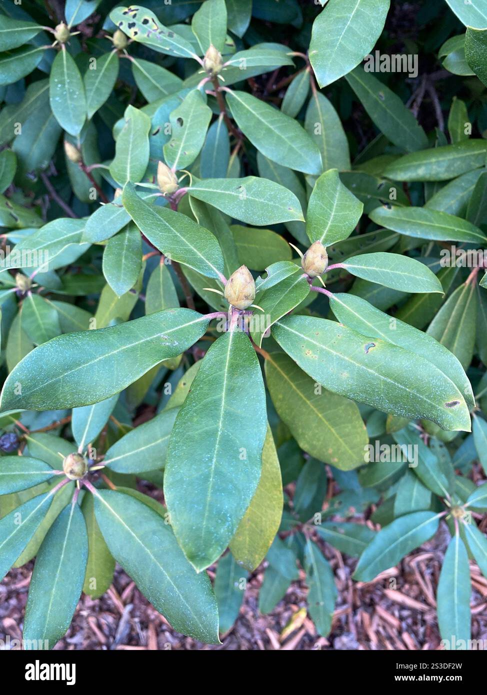 great rhododendron (Rhododendron maximum Stock Photo - Alamy