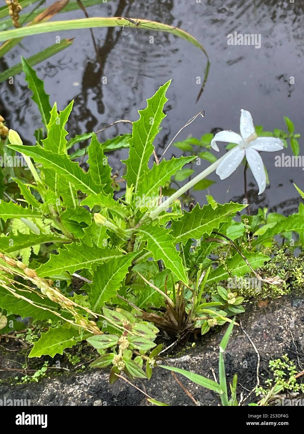 Star of Bethlehem (Hippobroma longiflora Stock Photo - Alamy