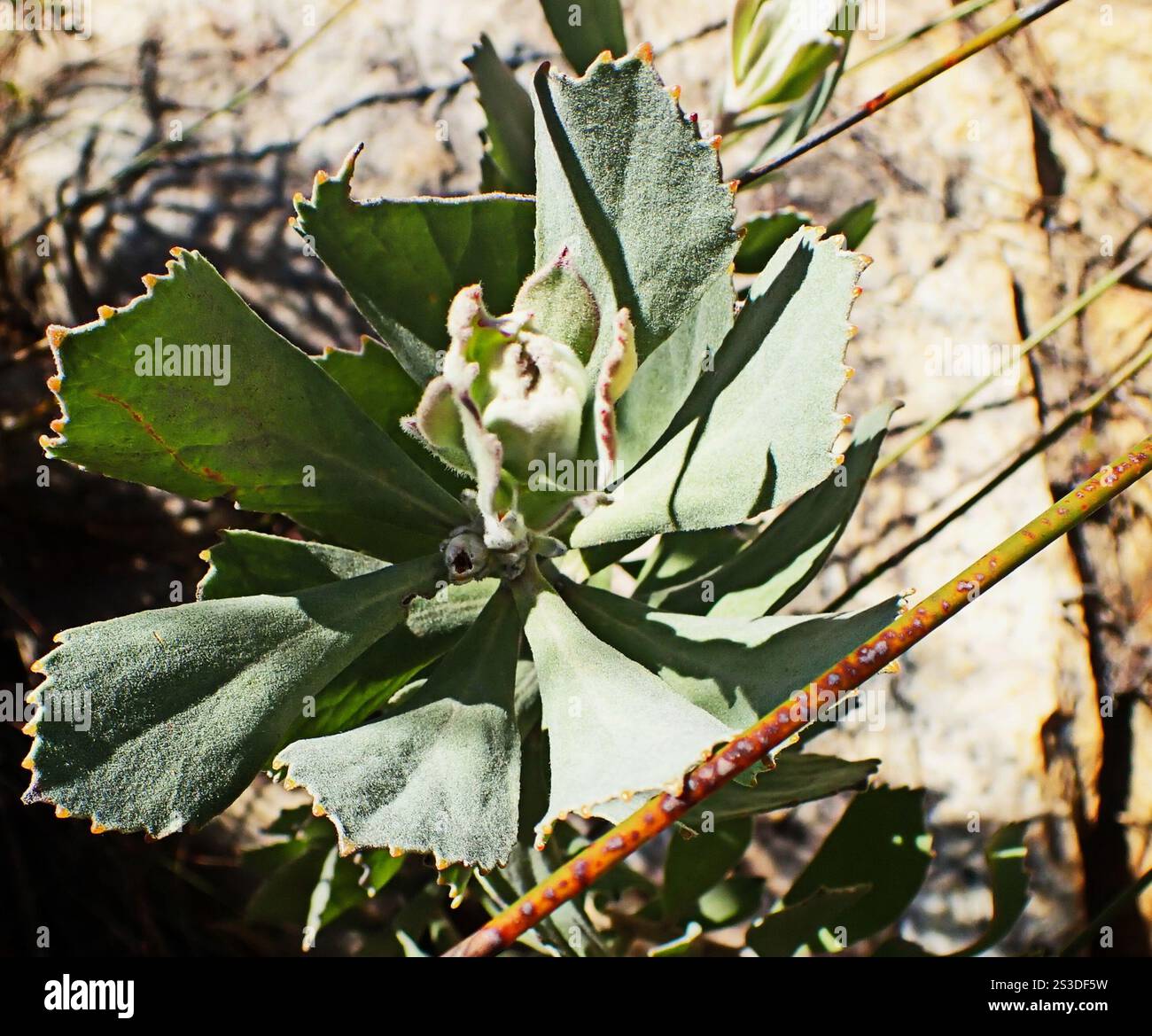 Langeberg Pincushion (Leucospermum mundii Stock Photo - Alamy