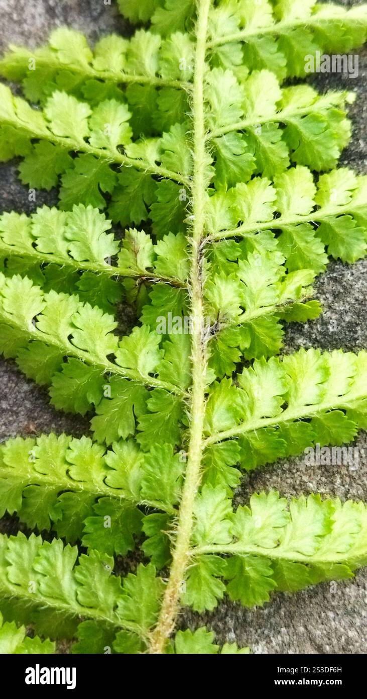 Scented Fern (Anemia afrorum Stock Photo - Alamy