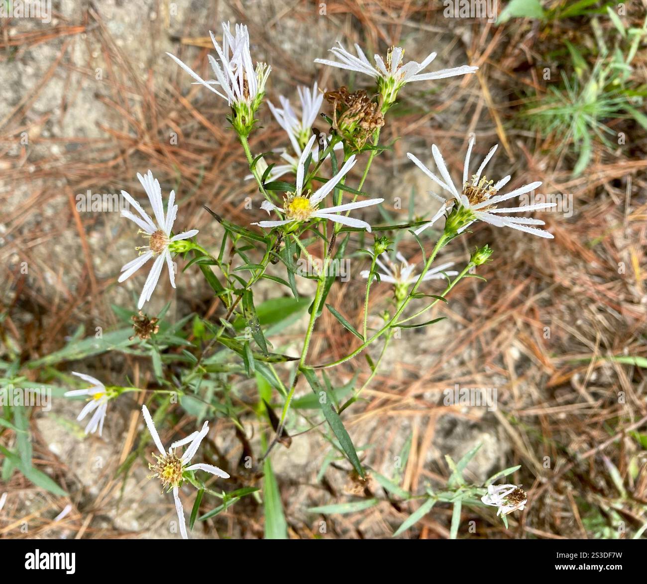 Pacific Aster (Symphyotrichum chilense Stock Photo - Alamy