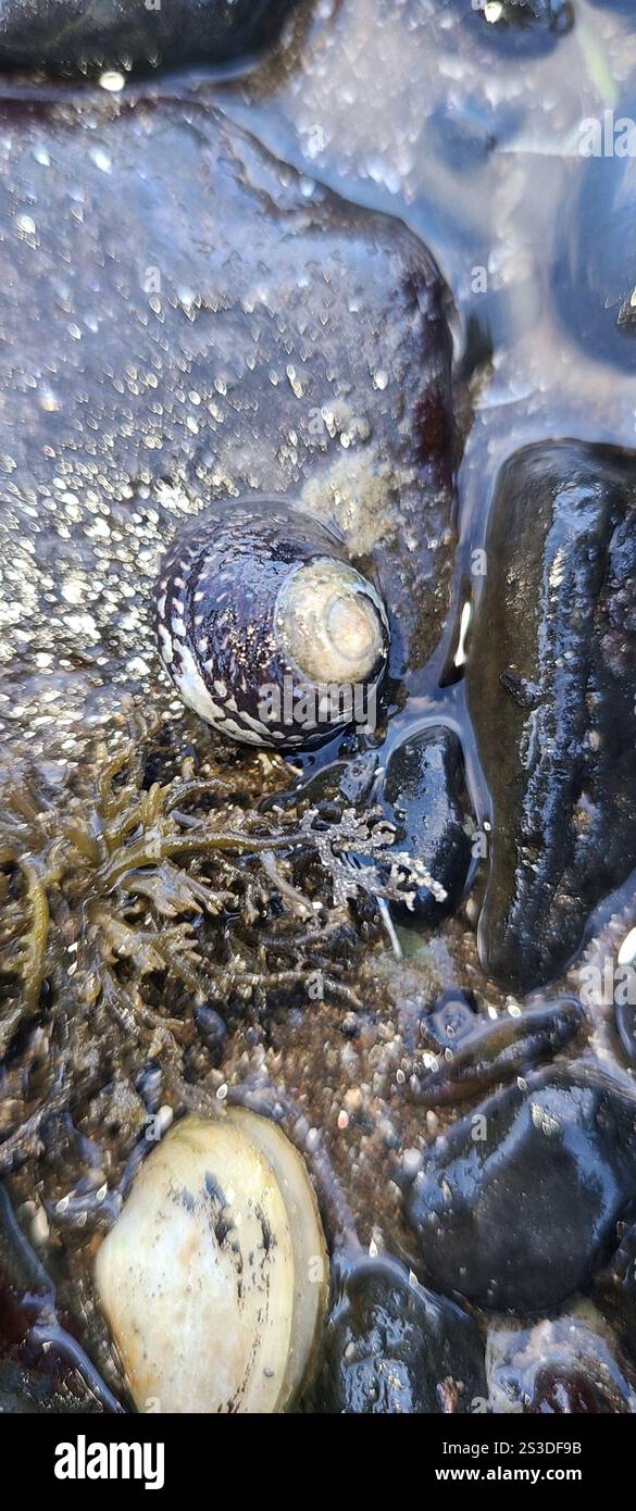 Spotted Top Snail (Diloma aethiops Stock Photo - Alamy