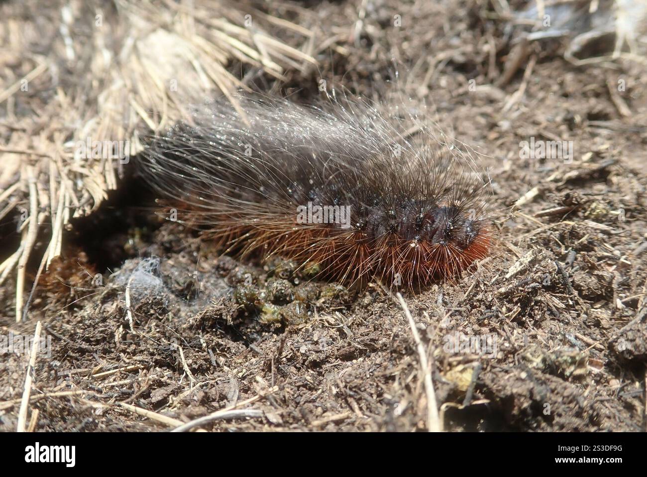 Clay Monkey (Phyllalia patens Stock Photo - Alamy