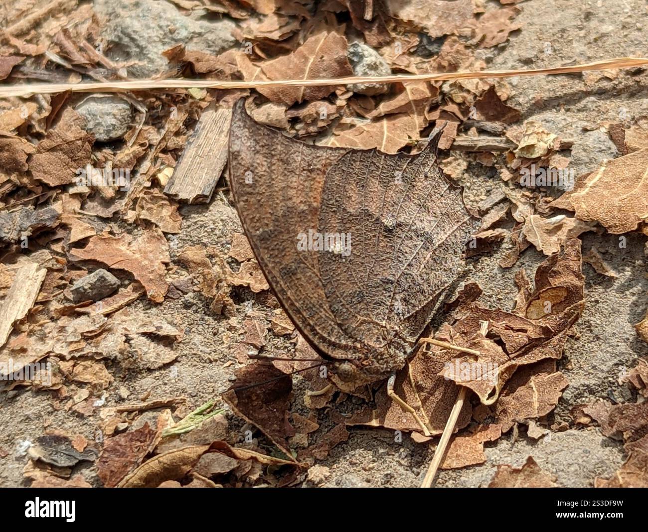 Tropical Leafwing (Anaea aidea Stock Photo - Alamy