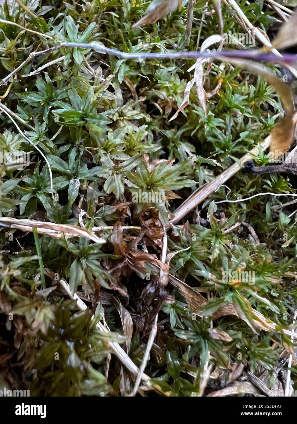 Smoothcap Mosses (Atrichum Stock Photo - Alamy