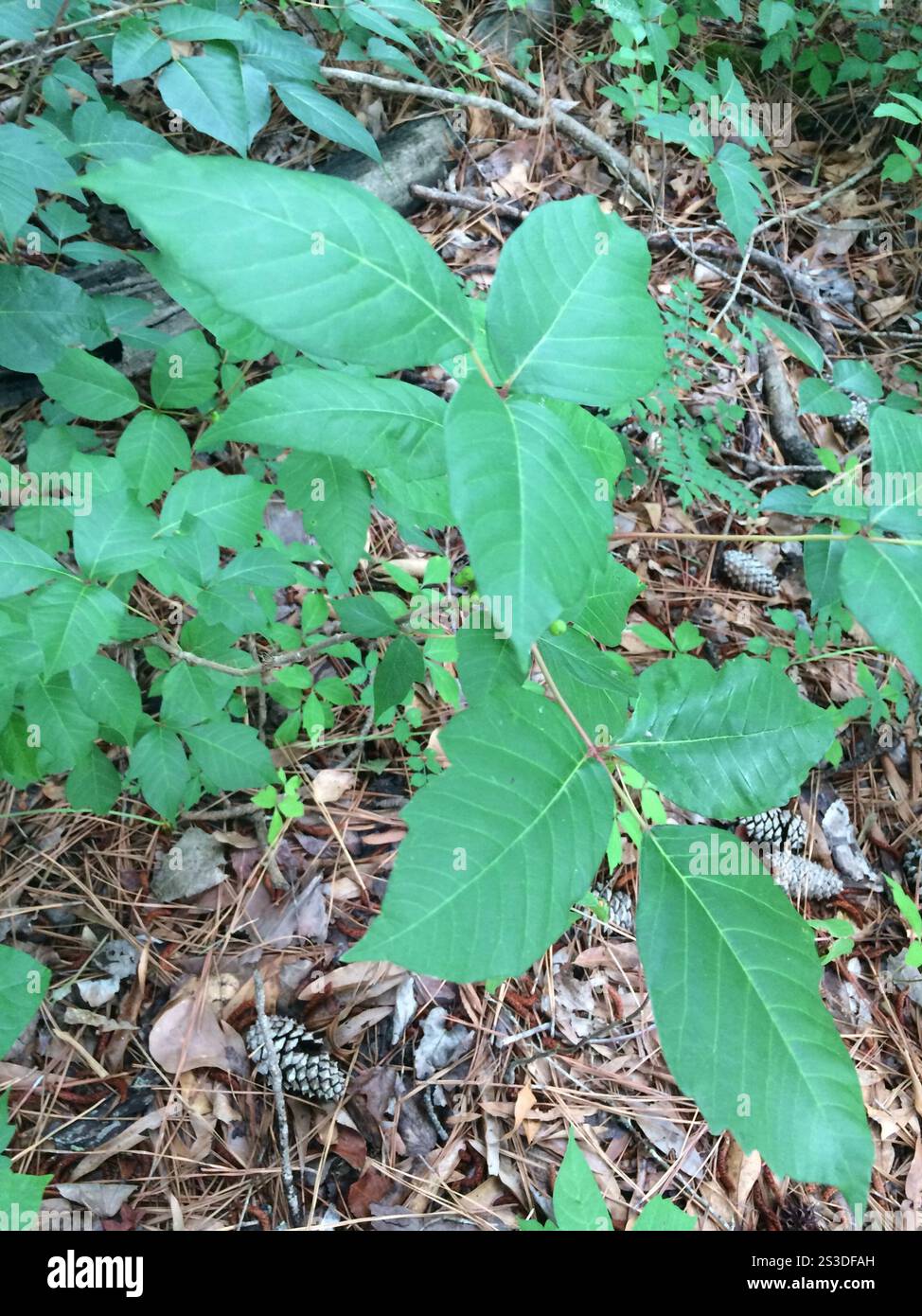 (Toxicodendron radicans radicans Stock Photo - Alamy