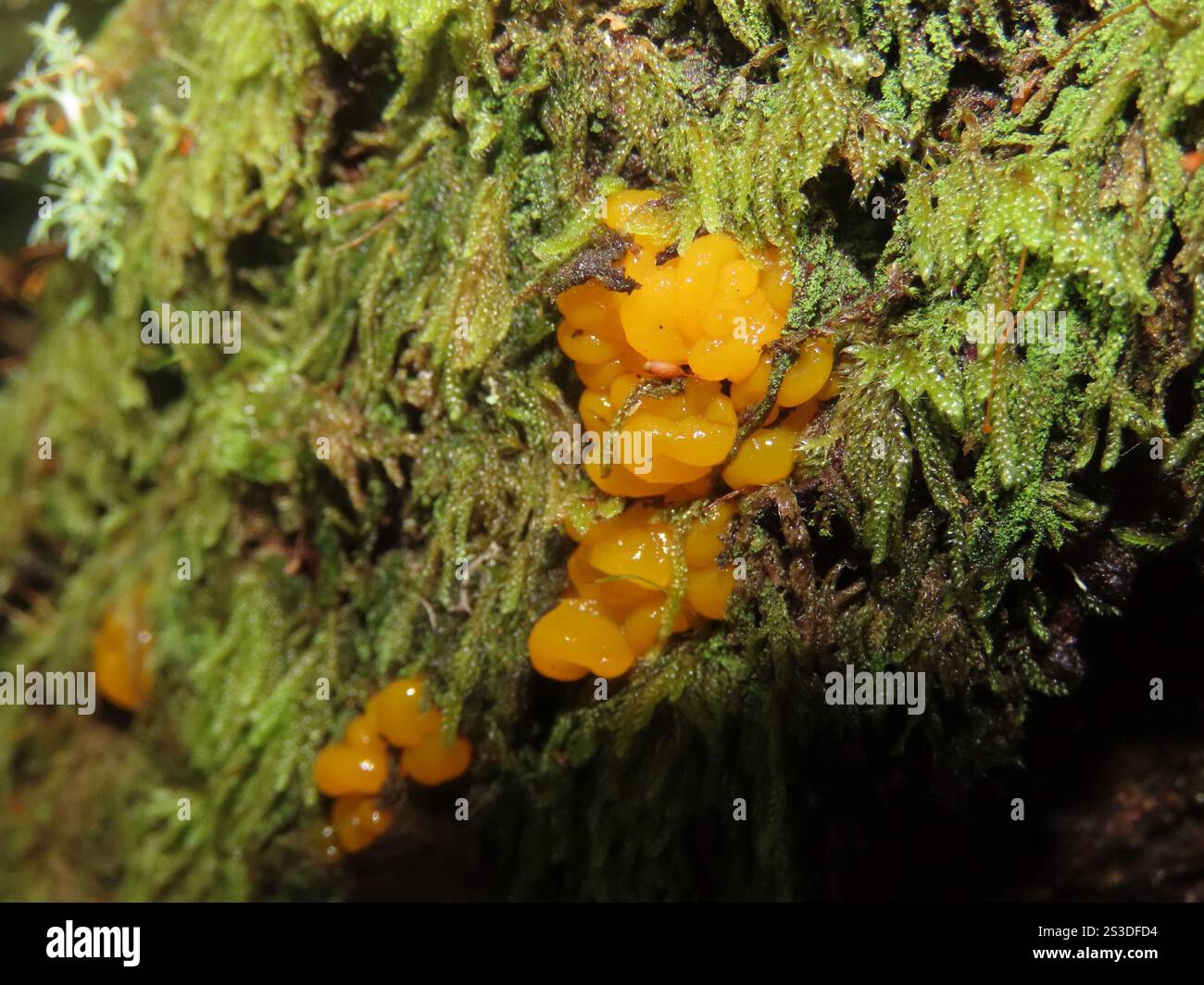 Orange Jelly Spot (Dacrymyces chrysospermus Stock Photo - Alamy