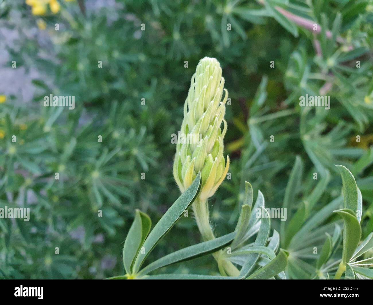 coastal bush lupine (Lupinus arboreus Stock Photo - Alamy